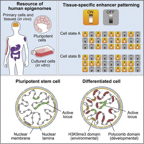 Genome Wide Chromatin State Transitions Associated With Developmental And Environmental Cues Cell