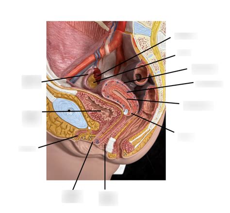 Female Reproductive System Model Diagram Quizlet
