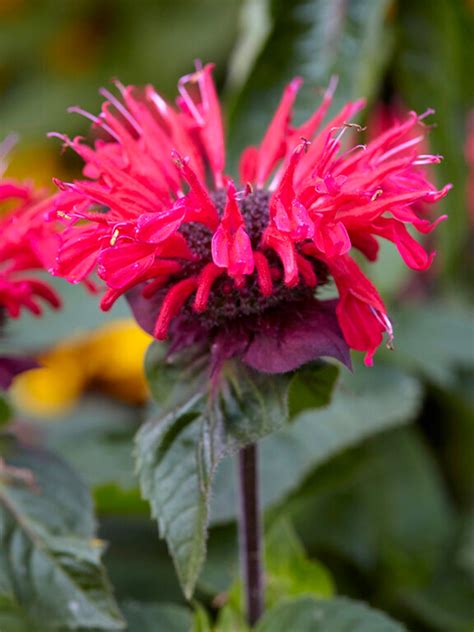 Monarda Bee Happy Bee Balm Bergamot Plants Dutchgrown™ Uk