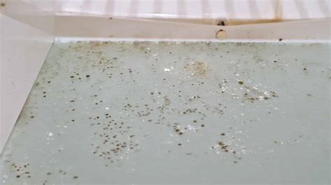 How To Prevent Mold In Your Refrigerator Flamingo Appliance Service