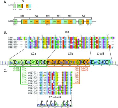 O Dioica Metallothioneins A Schematic Representation Of The Download Scientific Diagram