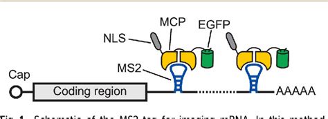 Figure 1 From Recent Advances In Methods For Live Cell Rna Imaging