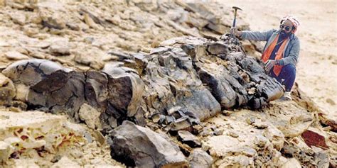 When Giant Fungi Ruled The Earth Fact Brainiac