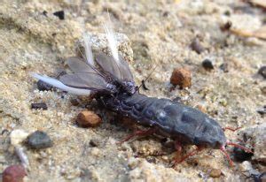 Scale Insect All You Need To Know In A Quick Friendly Guide What S That Bug