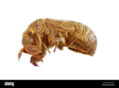 Computer Lice Concept Of Destructive Computer Contaminant Computer