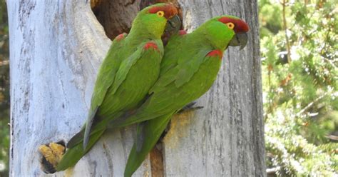 Lecciones Para Evitar La Extinción Una Especie Clave Contra El Cambio