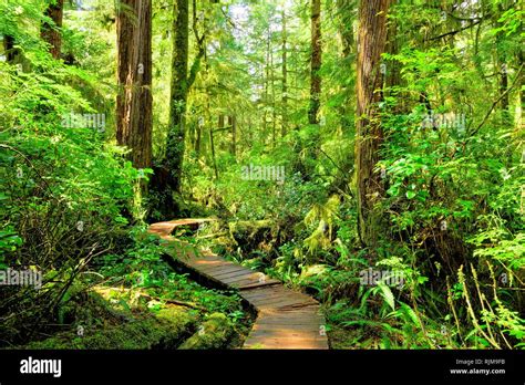 Hiking Trail Through The Rainforest Of Pacific Rim National Park