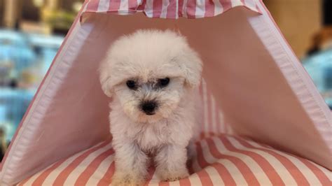 비숑프리제 두부 보더콜리분양가격 프렌치불독분양가격 빠삐용분양가격 파피용분양가격 사모예드분양가격 스피츠분양가격 시바견분양가격 시베리안허스키분양가격 시츄분양가격 요크셔테리어분양