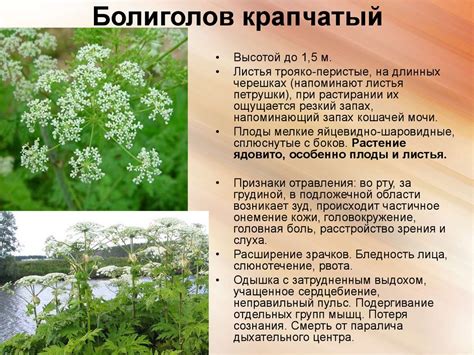 Растение Вех Ядовитый Фото Где Растет — Картинки фотографии