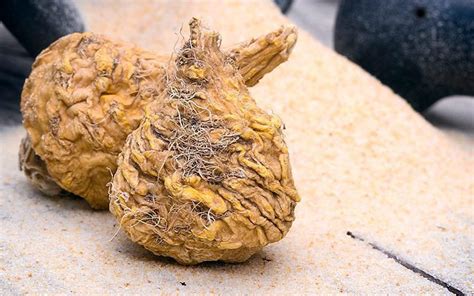 Maca And Testosterone Aphrodisiac But Doesnt Boost T