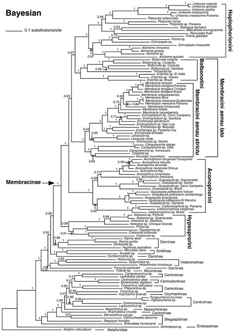 The 50 Majority Rule Consensus Tree From The Bayesian Analyses Of Download Scientific Diagram