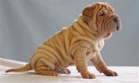 Miniature Mini Shar Pei Info Temperament Puppies Pictures