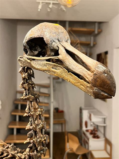 Big Dodo Bird Fossil Skeleton Sience Sculpture Museum Quality Etsy Canada