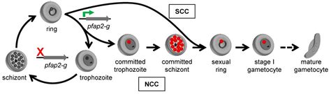 Malaria Parasites Have Alternative Pathways For Sexual Conversion