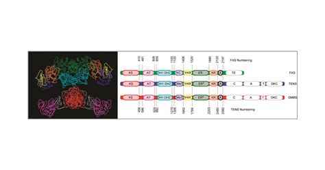 Rational Domain Swaps Decipher Programming In Fungal Highly Reducing Polyketide Synthases And
