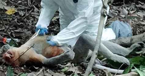 Protected Proboscis Monkey Found Dead In Wildlife Sanctuary New