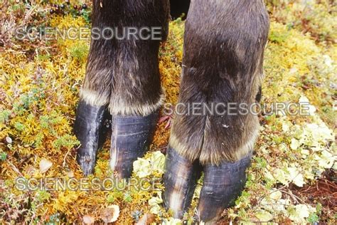 Moose Hooves Alces Alces Stock Image Science Source Images
