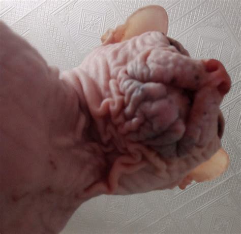 The Underbon Rsphynx