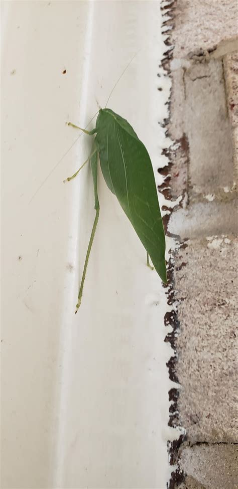 Saw This Leaf Looking Bug Not Exactly Trying To Camouflage R Interestingasfuck