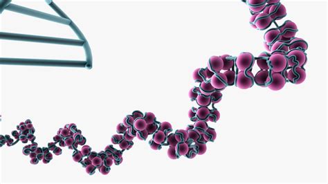 3d chromosome chromatin model turbosquid 2233643