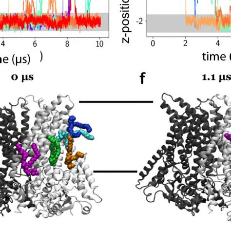 CG And All Atom Molecular Dynamics Simulations Of TMEM16K Structures