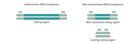 Transposons Jumping Genes Revolutionizing Genetics Integra