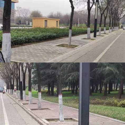 躬行致远 第二十一期：美化校园在行动，树木涂白抵寒冬 本科生院 西安电子科技大学