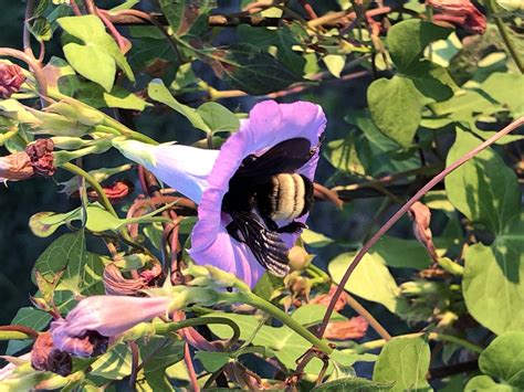 Butt Scrolller Butt Scrolller