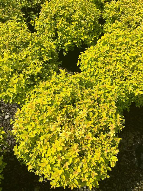 Spirea X Bumalda Goldmound Spirea Oh