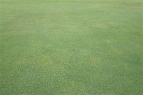 Pythium Root Rot Diseases On Golf Courses Golf Courses