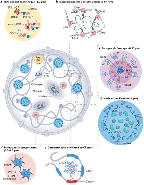 Long Non Coding RNAs Definitions Functions Challenges And Recommendations PubMed