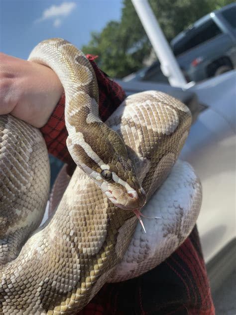 Ball Python Often Imitated Never Duplicated