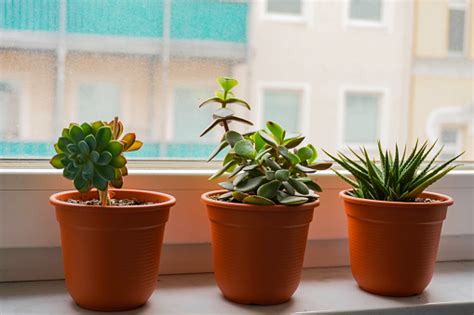 창문에 즙이 많은 다양한 관엽 식물 가정 원예 녹지 식물이 있는 인테리어 디자인 취미 개념 0명에 대한 스톡 사진 및 기타 이미지 Istock