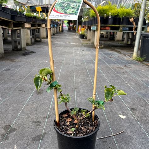 Hydrangea Climbing Canberra Nursery And Garden Centre