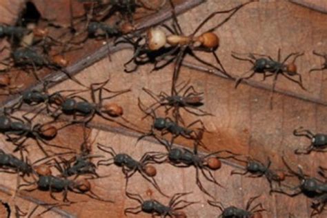 Army Ant Swarm