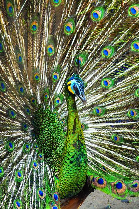 Javan Peacock By Irawan Subingar 500px Peacock Stunning