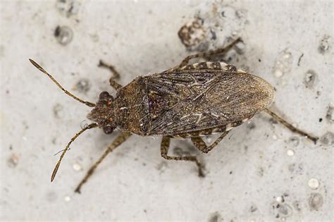 Flat Bug Arhyssus Scutatus Bugguide Net