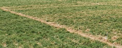 Far Research Cocksfoot