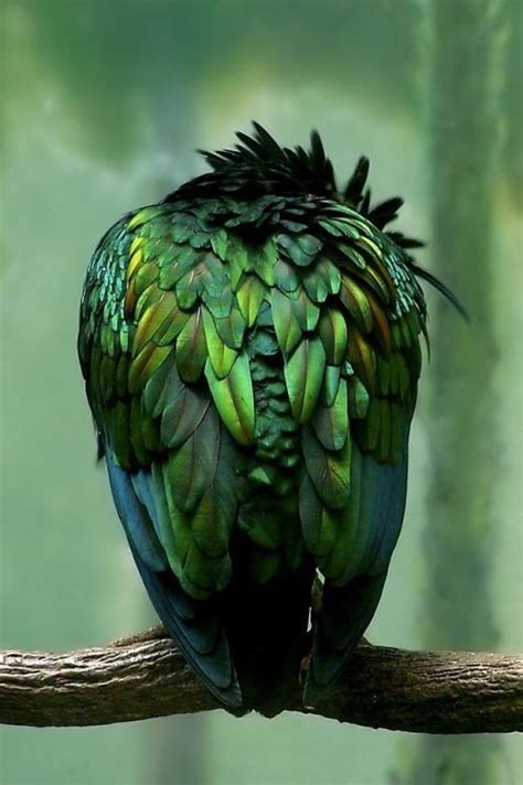 Shades Of Green Tumbex