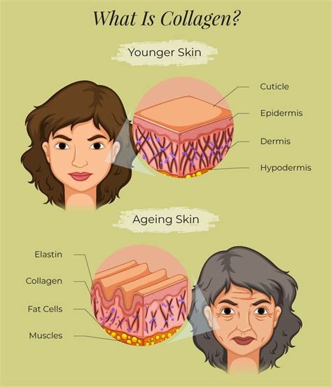 What Is Collagen By Sublime Life Salute E Benessere Benessere Salute