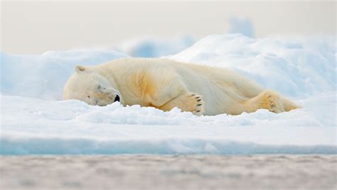 Worlds First Report Of A Polar Bear Death From Bird Flu In Alaska