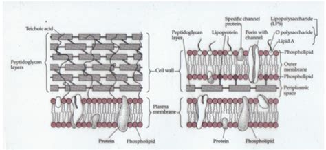 Prokaryotes Flashcards Quizlet