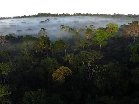 Inside The Amazon Rainforest Where The Wonders — And The Fight For