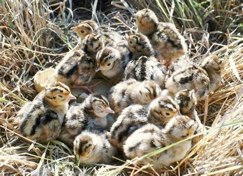 B9836603 A420 4f96 B177 52417c55e138