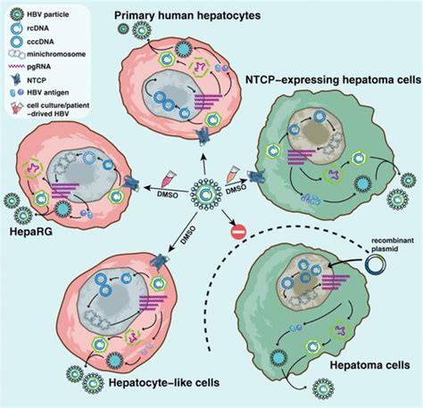 Hepatitis B Virus Life Cycle