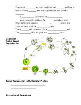 Kingdom Protista Protists Notes Outline Lesson Plan By Lisa Michalek