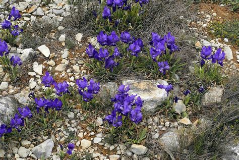 Iris Lutescens Gu A Completa De Cuidados Caracter Sticas Y Usos Del Lirio Silvestre Mediterr Neo