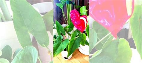 Антуриум купить в Нижнем Новгороде | Товары для дома и дачи | Авито