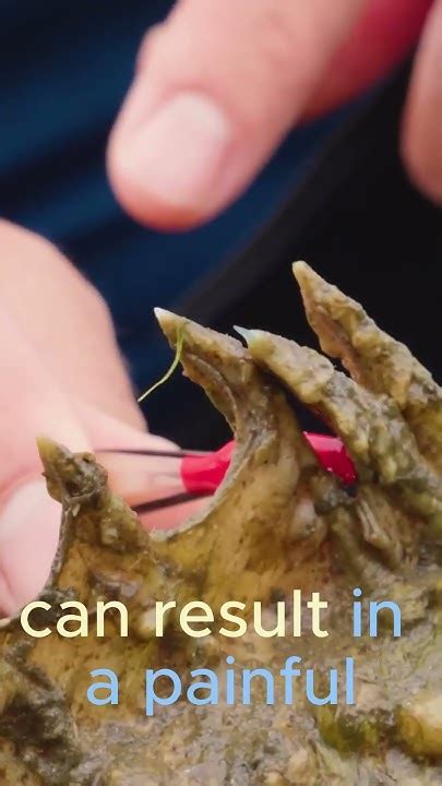 Stone Fish Poisonous Fish Shortvideo Shorts Youtube