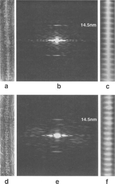 Figure 1 From Myosin Filament Structure In Vertebrate Smooth Muscle Semantic Scholar